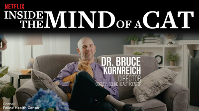 Inside The Mind Of a Cat: A Netflix Documentary Featuring the Cornell ...
